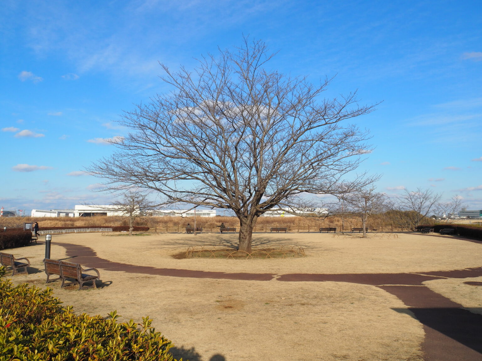 三里塚さくらの丘（成田） | KurominADV